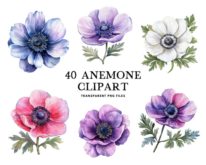 Watercolor Anemone Clipart Bundle, Anemone Png, Flower Clip Art, Floral Illustration, Anemone ...