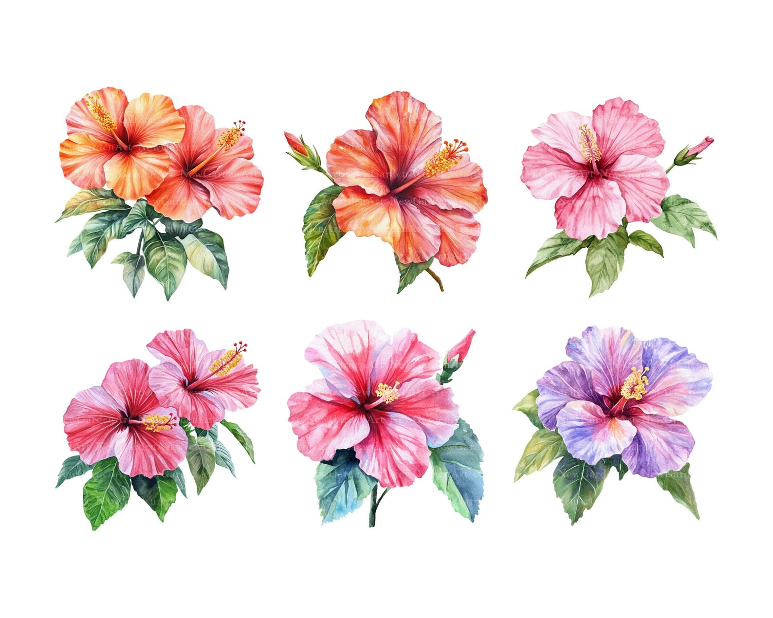 Watercolor Hibiscus Clipart Bundle, Hibiscus Png, Flower Clip Art ...
