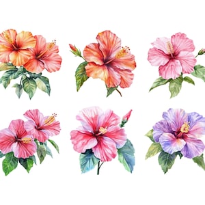 Watercolor Hibiscus Clipart Bundle, Hibiscus Png, Flower Clip Art ...