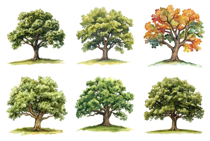 Watercolor Oak Tree Clipart Bundle, Oak Tree Png, Tree Clip Art, Forest ...