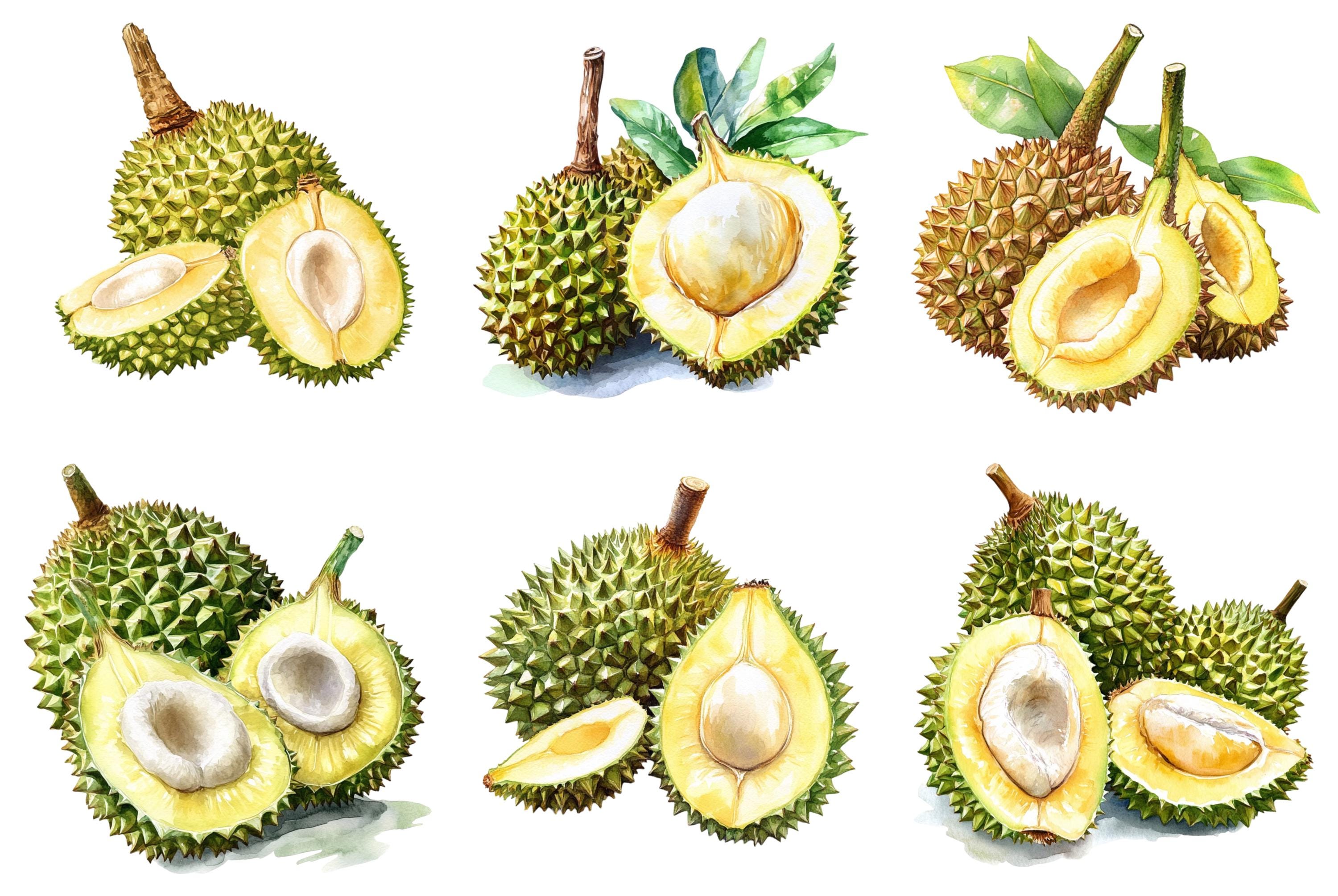 Watercolor Durian Clipart Bundle, Durian Png, Fruit Clip Art ...