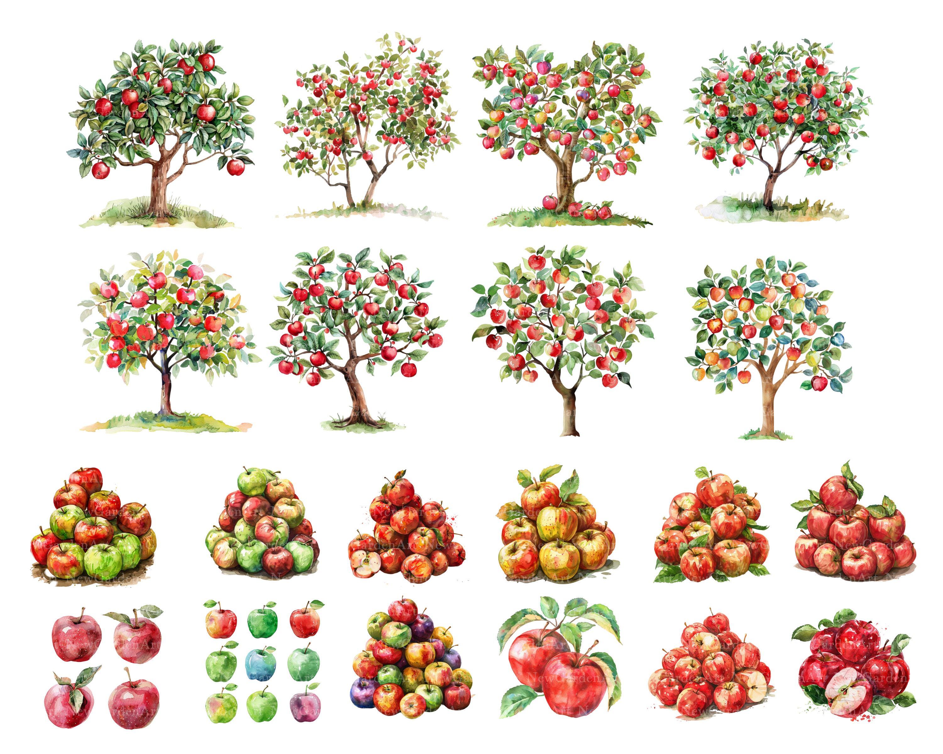 Watercolor Apple Clipart Bundle, Apple Png, Apple Pie Clip Art, Apple ...
