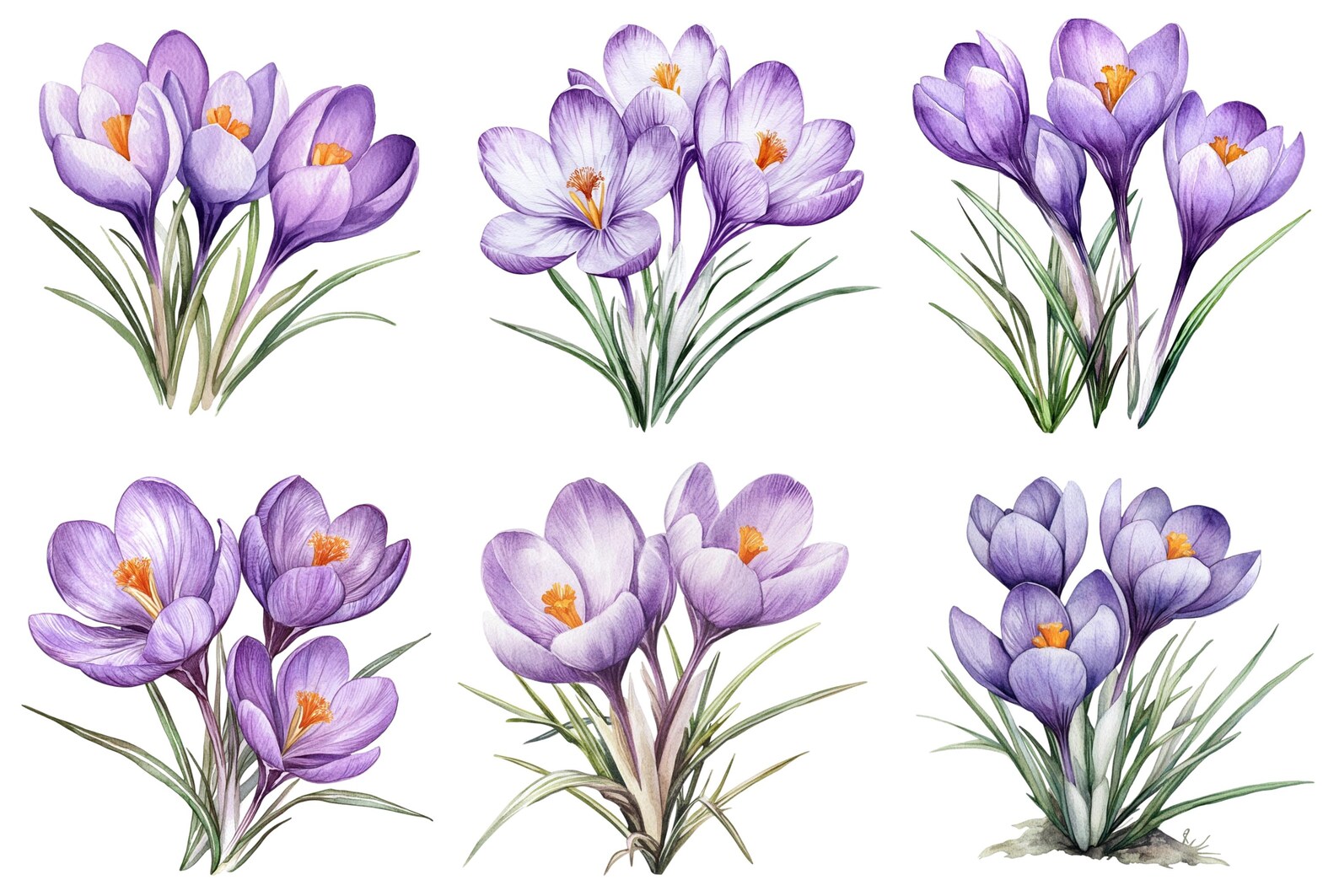 Watercolor Crocus Clipart Bundle, Crocus Png, Crocus Flower Clip Art ...