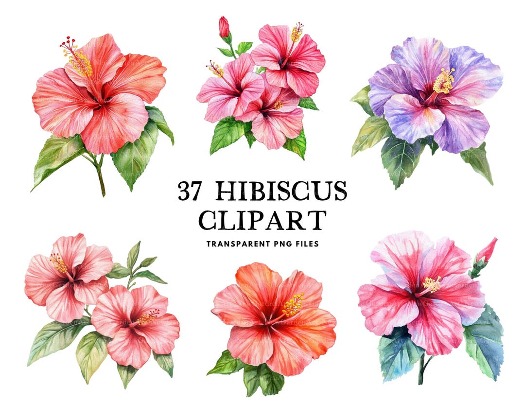 Watercolor Hibiscus Clipart Bundle, Hibiscus Png, Flower Clip Art ...