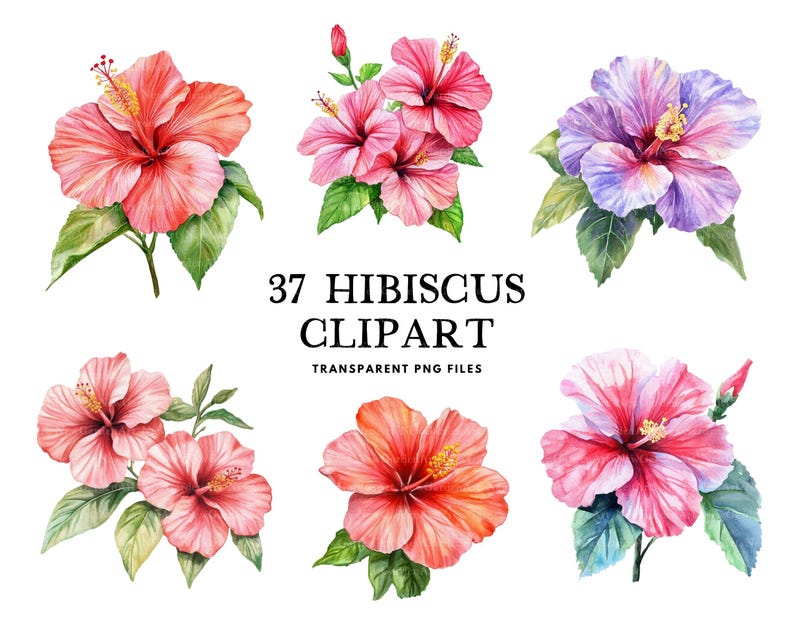 Watercolor Hibiscus Clipart Bundle, Hibiscus Png, Flower Clip Art ...