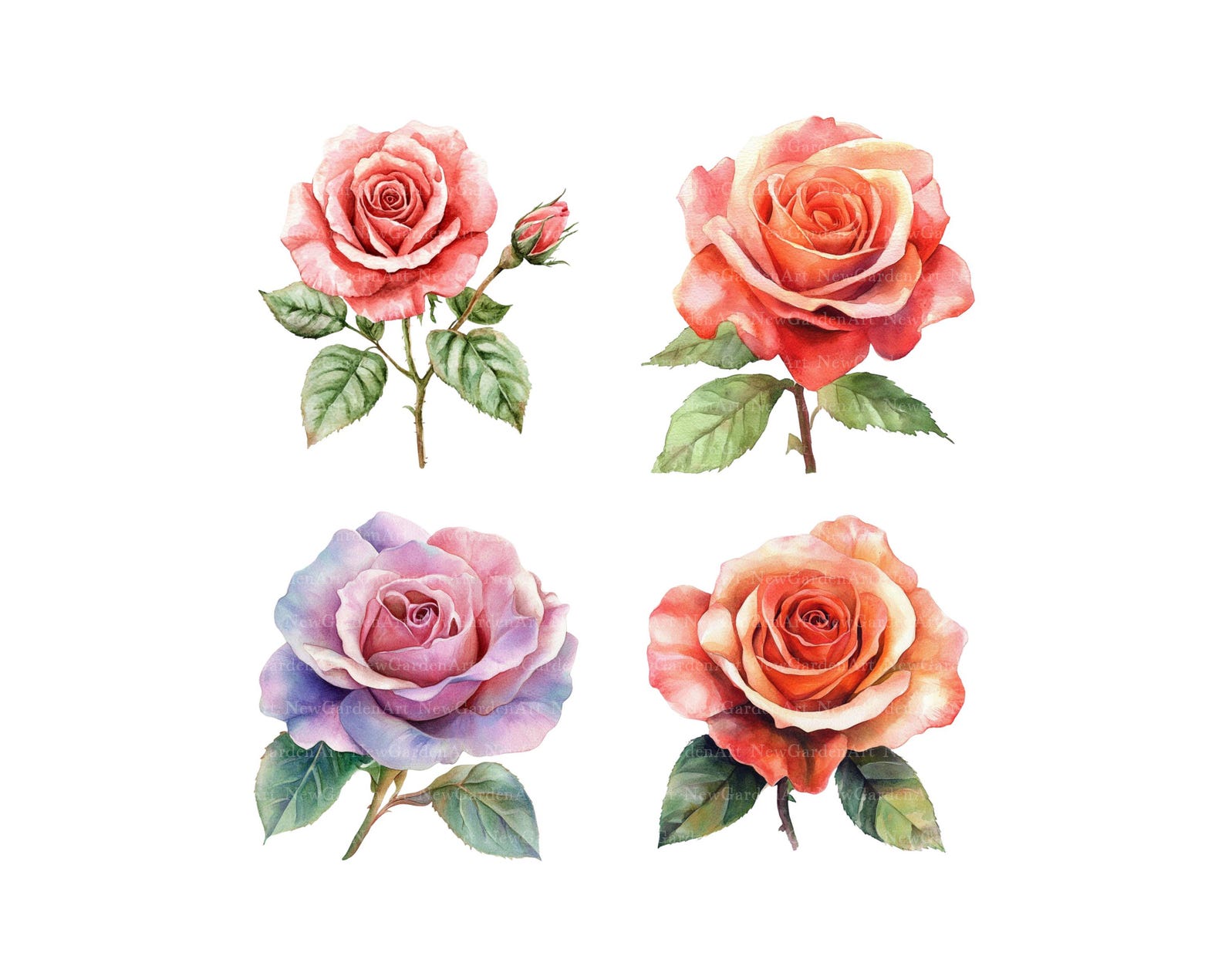 Watercolor Rose Clipart Bundle, Rose Png, Flower Clip Art, Floral ...