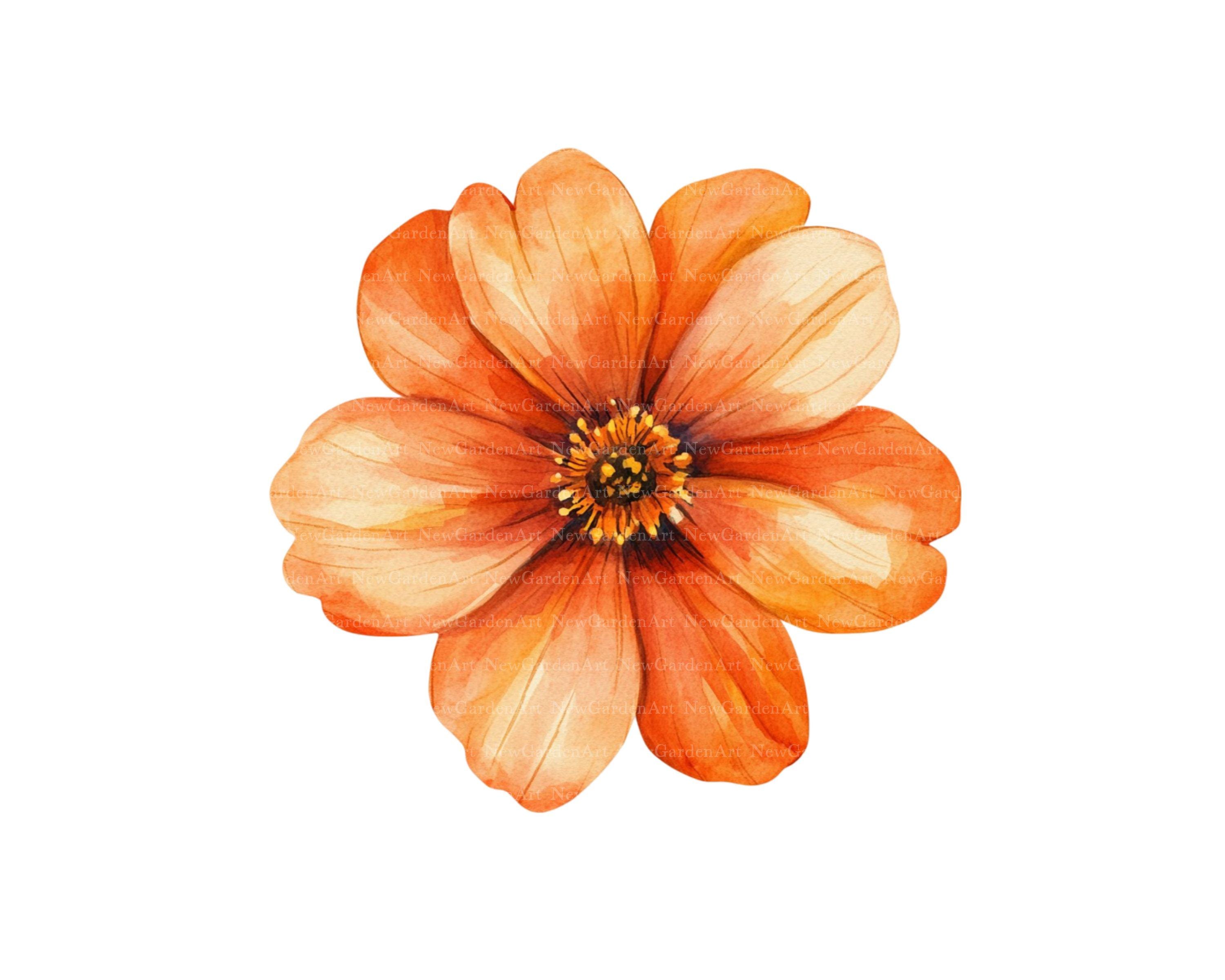 Watercolor Orange Flower Clipart Bundle, Orange Flower Png, Floral Clip ...
