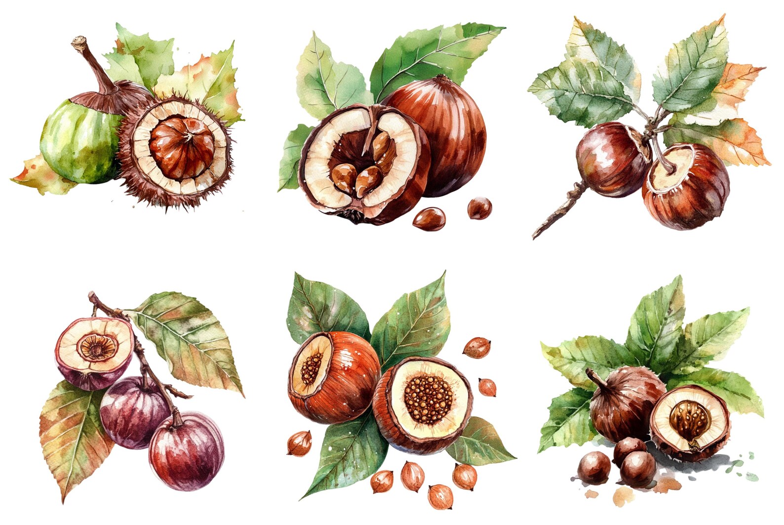 Watercolor Chestnut Clipart, Chestnut Png Bundle, Clip Art ...