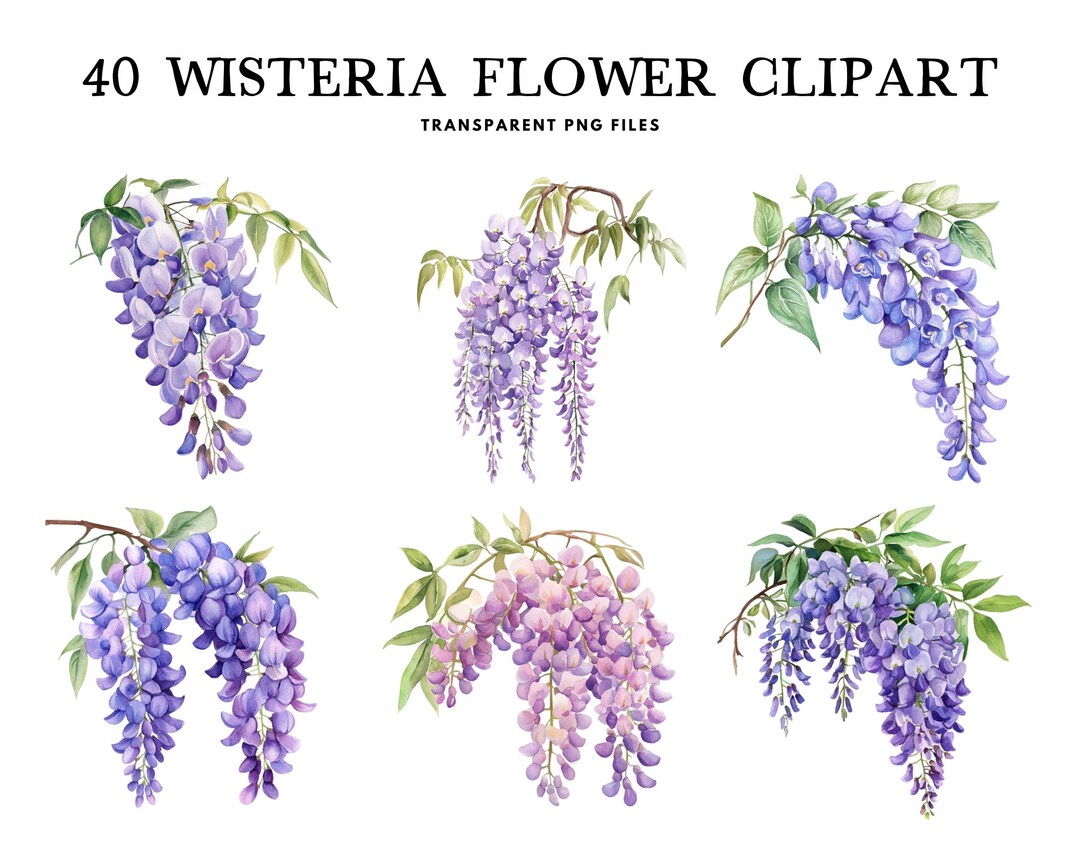 Watercolor Wisteria Flower Clipart, Png Bundle, Clip Art Illustration ...