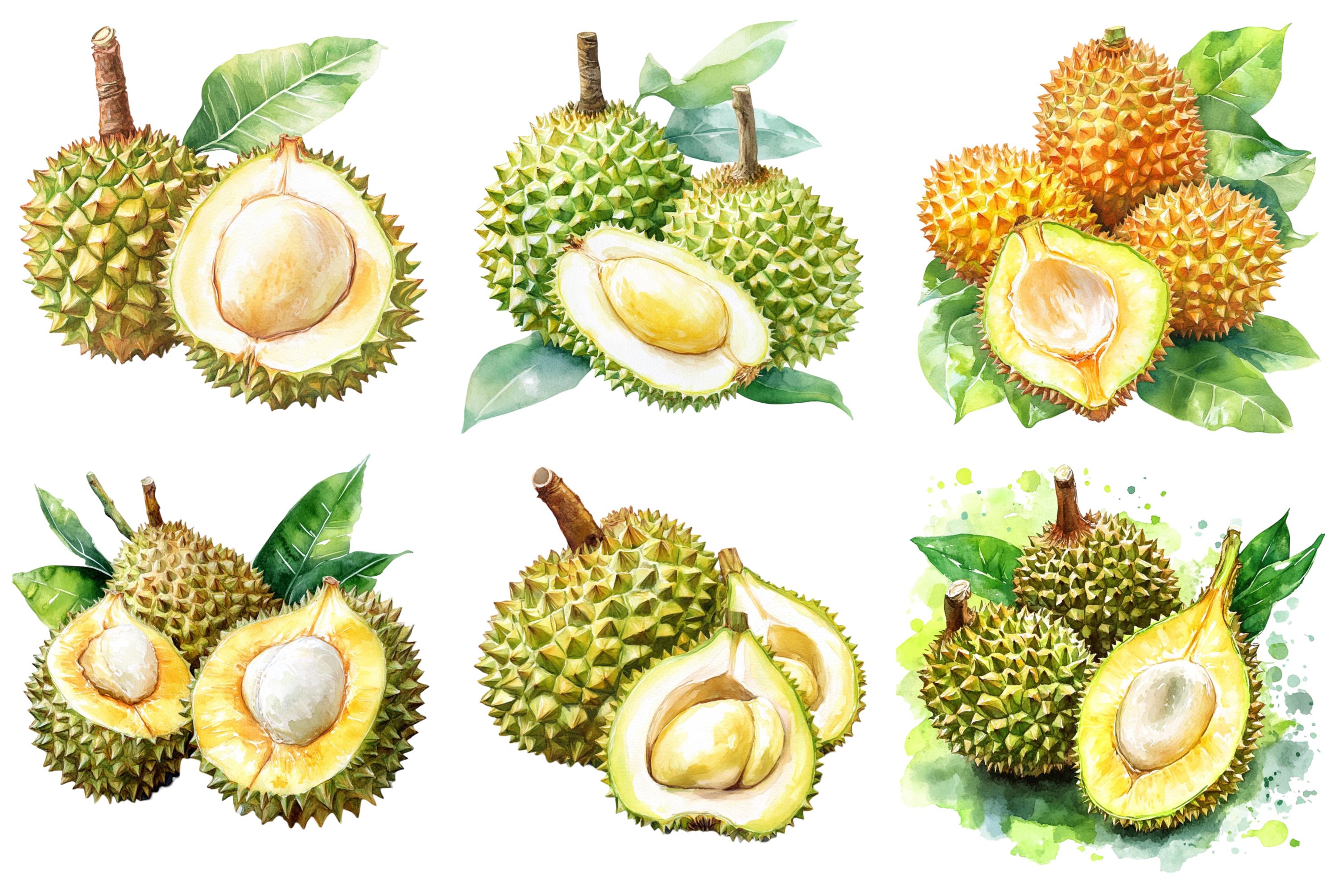 Watercolor Durian Clipart Bundle, Durian Png, Fruit Clip Art ...