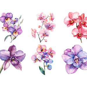 Watercolor Orchid Clipart Bundle, Orchid Png, Flower Clip Art, Floral ...