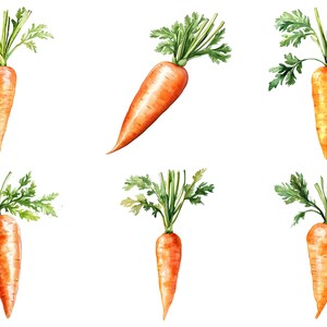 Watercolor Carrot Clipart, Carrot Png Bundle, Vegetable Clip Art ...