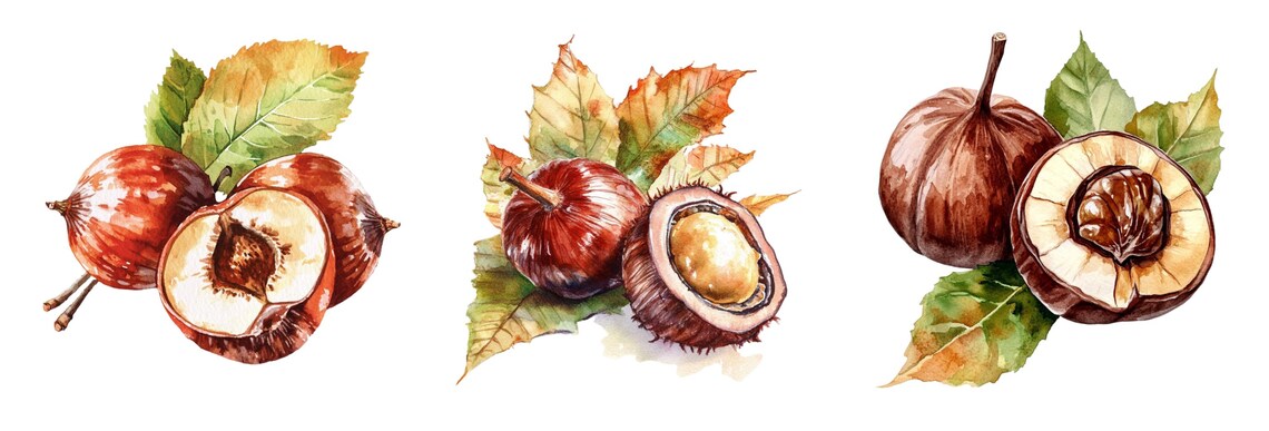 Watercolor Chestnut Clipart, Chestnut Png Bundle, Clip Art ...