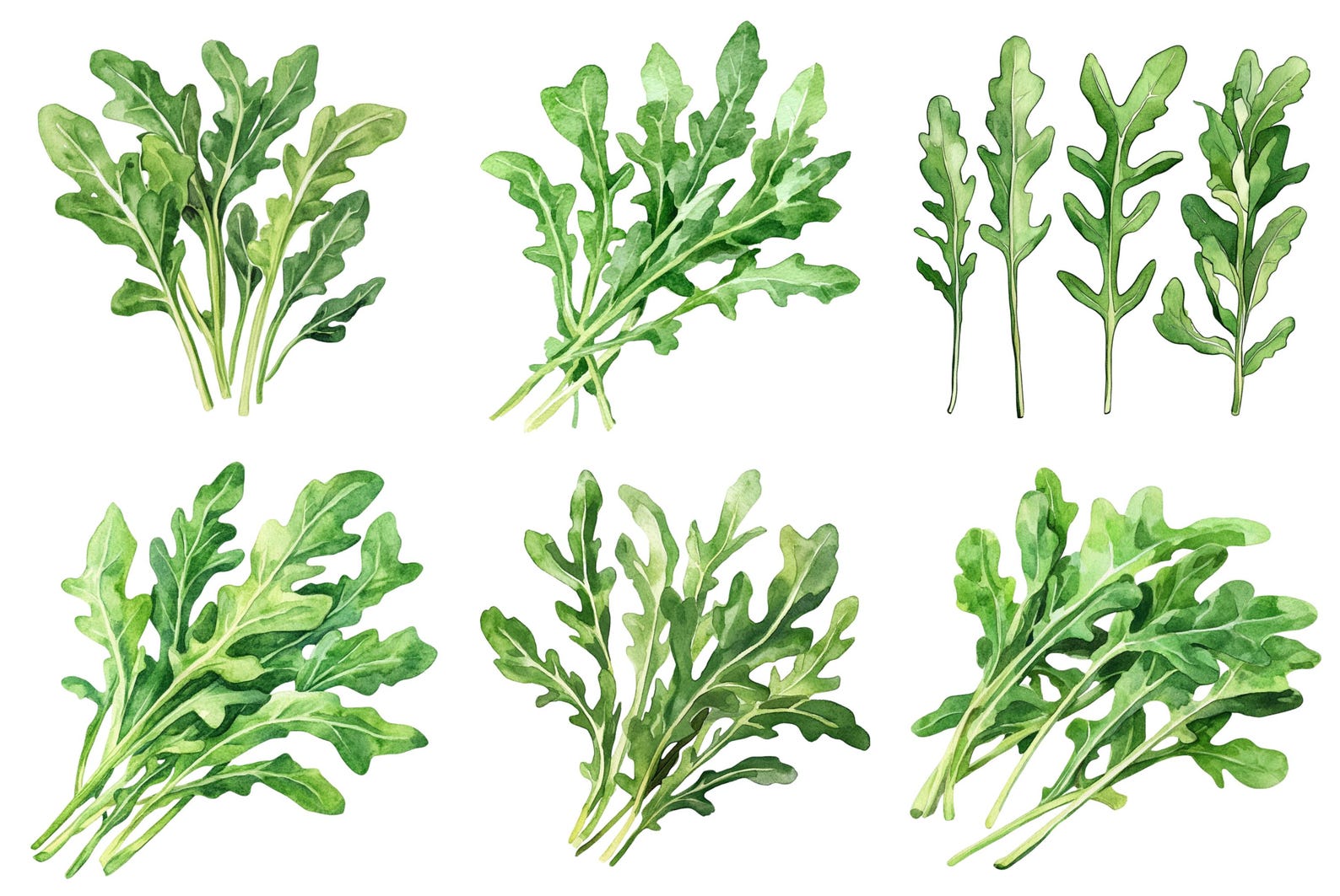 Watercolor Arugula Clipart, Arugula Png Bundle, Vegetable Clip Art ...
