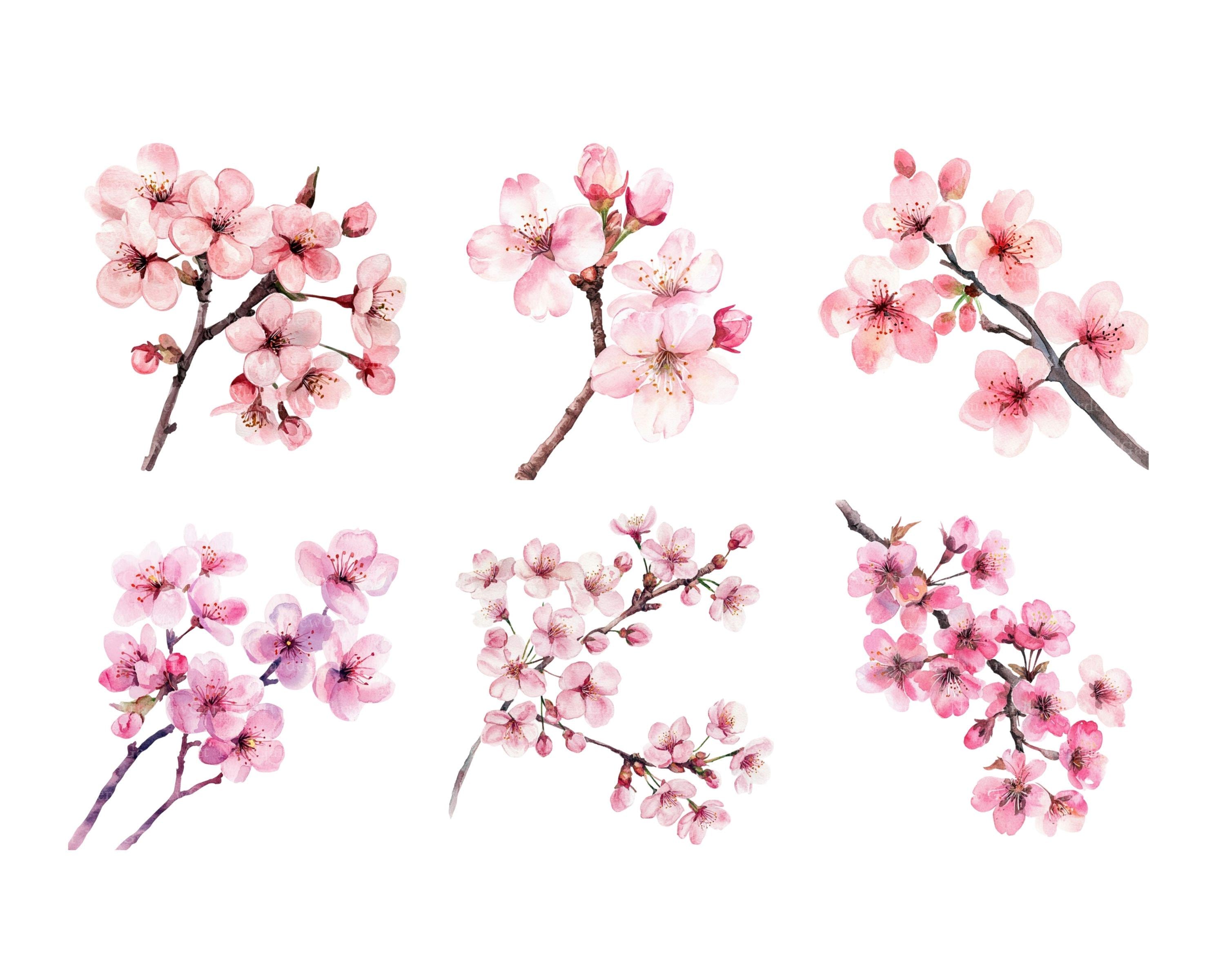 Watercolor Cherry Blossom Clipart Bundle, Cherry Blossom Png, Flower ...