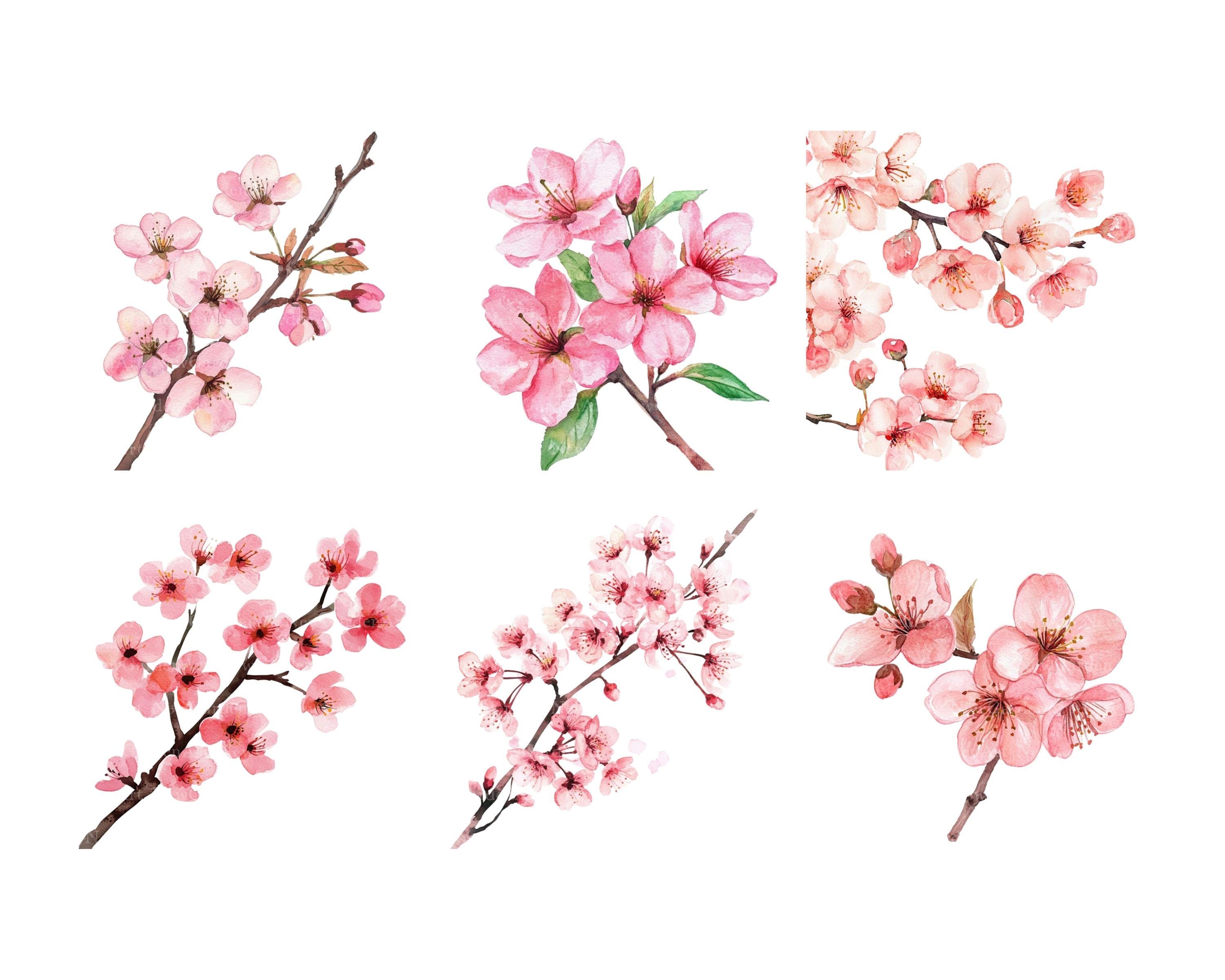 Watercolor Cherry Blossom Clipart Bundle, Cherry Blossom Png, Flower ...