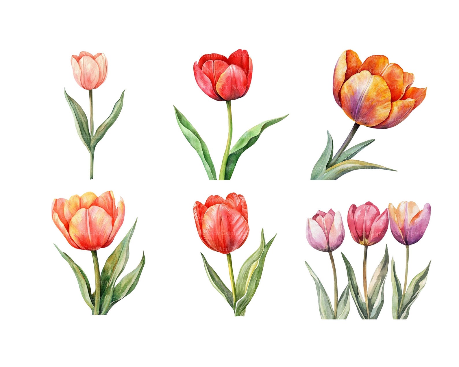 Watercolor Tulip Clipart Bundle, Tulip Png, Flower Clip Art, Floral ...