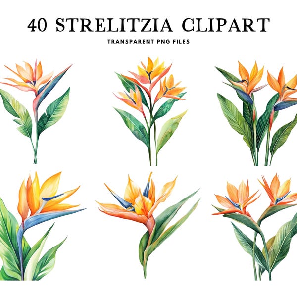 Strelitzia Art - Etsy