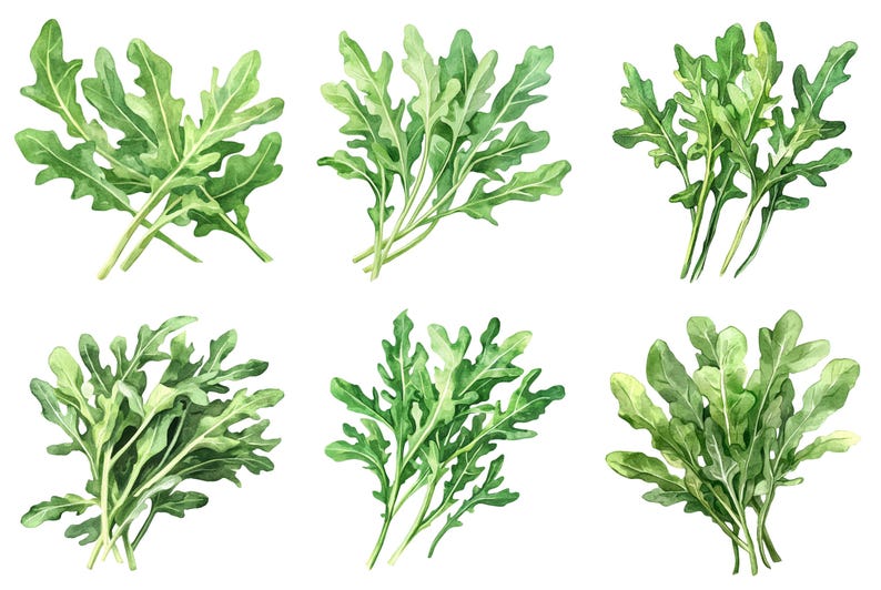 Watercolor Arugula Clipart, Arugula Png Bundle, Vegetable Clip Art ...