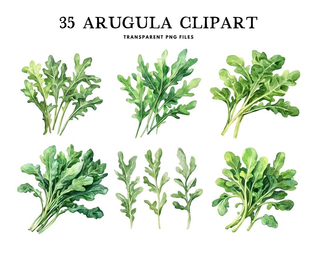 Watercolor Arugula Clipart, Arugula Png Bundle, Vegetable Clip Art ...
