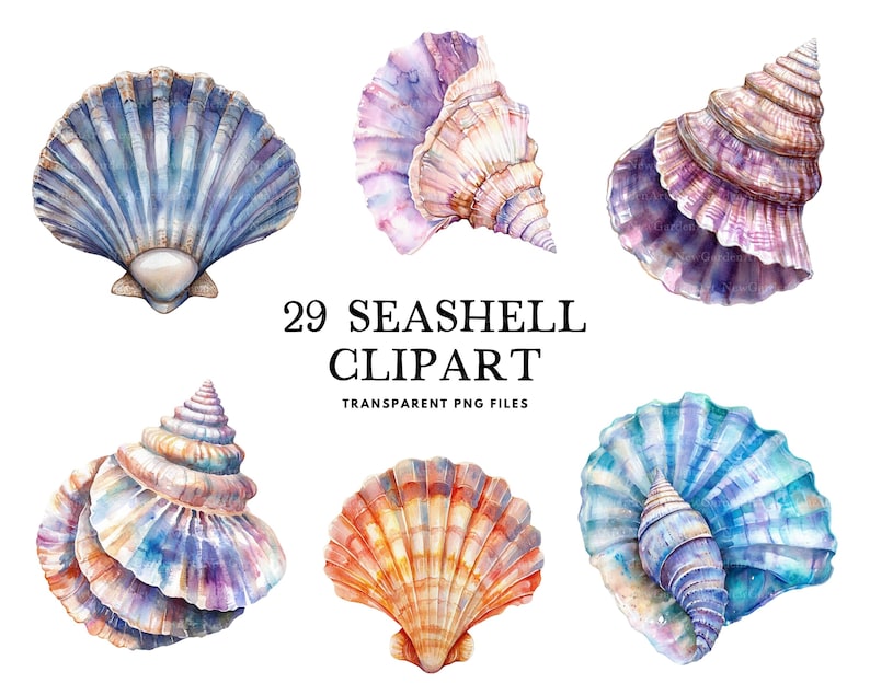 Watercolor Seashell Clipart Bundle, Seashell Png, Sea Shell Clip Art ...