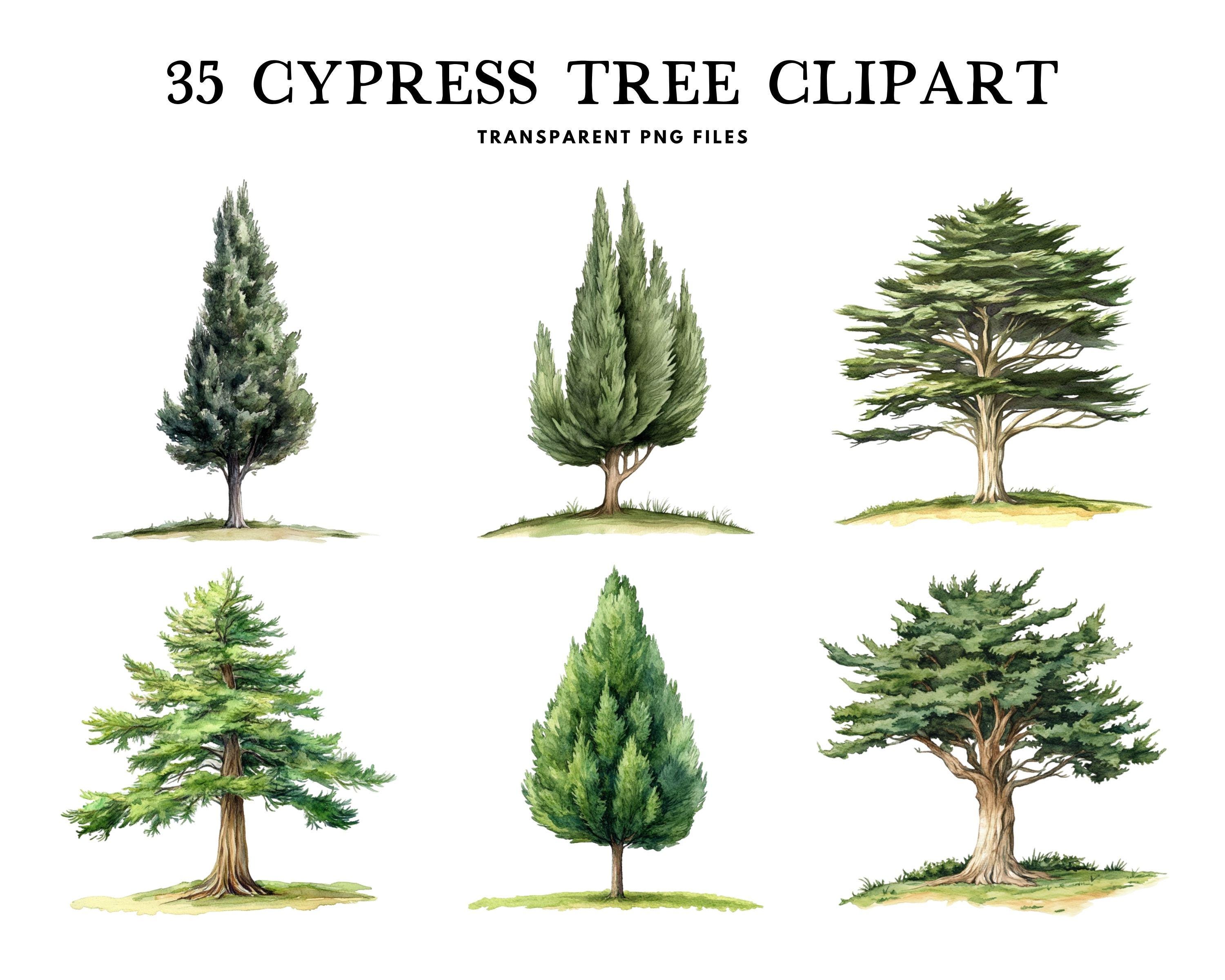 Watercolor Cypress Tree Clipart Bundle, Cypress Tree Png, Cypress Clip ...