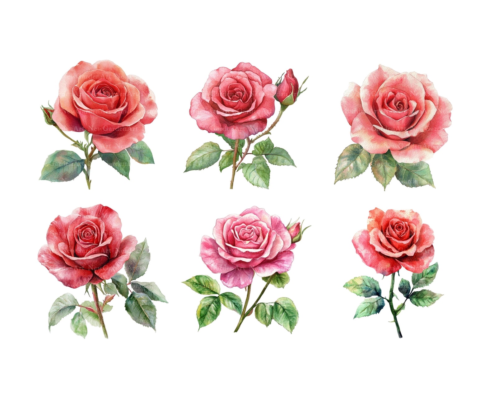Watercolor Rose Clipart Bundle, Rose Png, Flower Clip Art, Floral ...
