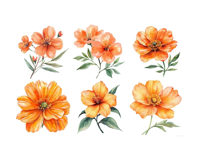 Watercolor Orange Flower Clipart Bundle, Orange Flower Png, Floral Clip ...