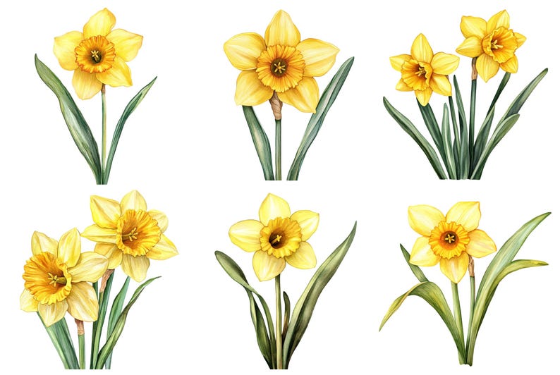 Watercolor Daffodil Clipart Bundle, Daffodil Png, Daffodil Flower Clip ...