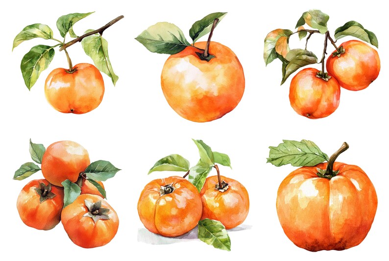 Watercolor Persimmon Clipart, Png Bundle, Fruit Clip Art, Illustration ...