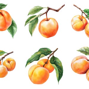 Watercolor Apricot Clipart, Apricot Png Bundle, Fruit Clip Art ...