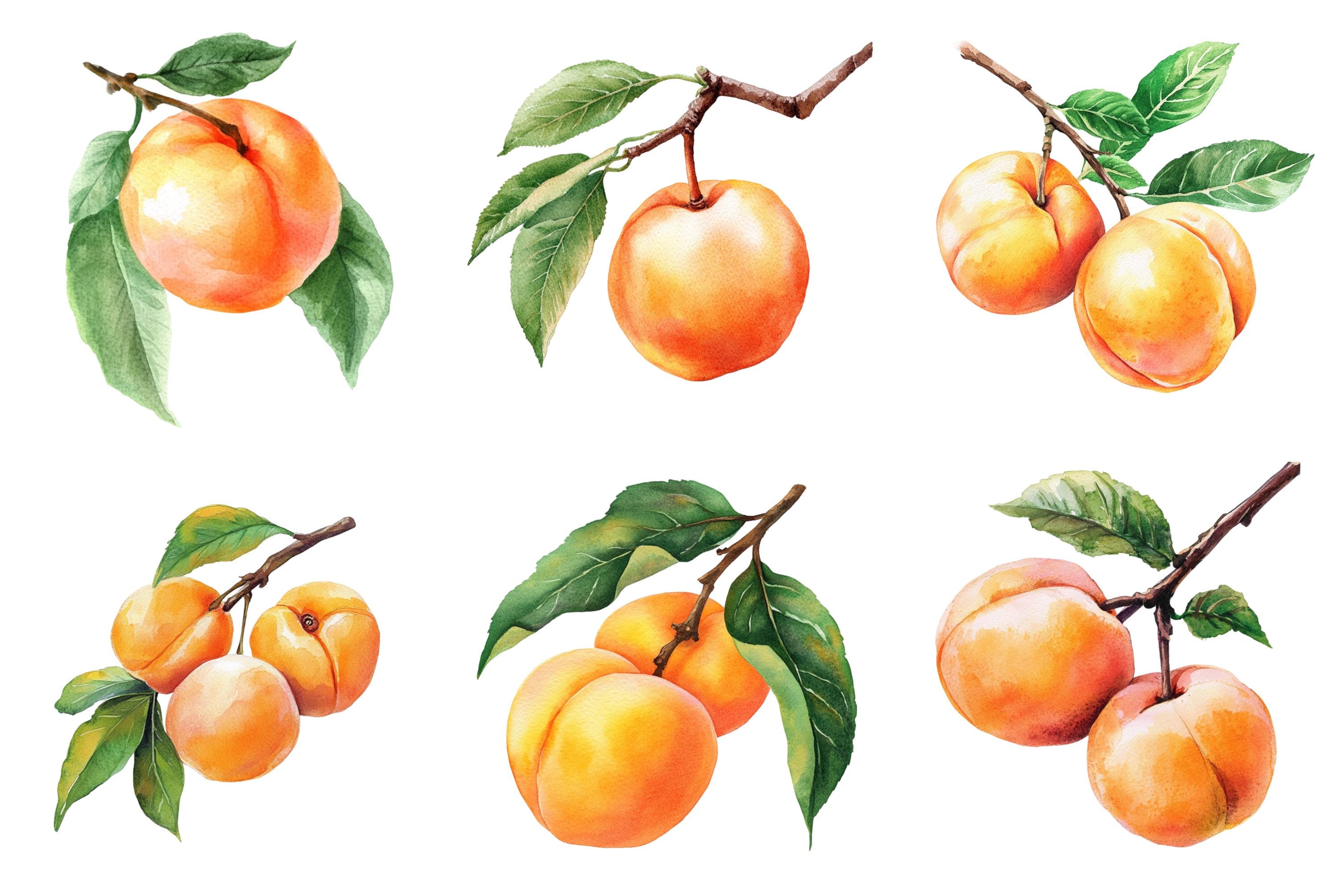 Watercolor Apricot Clipart, Apricot Png Bundle, Fruit Clip Art ...