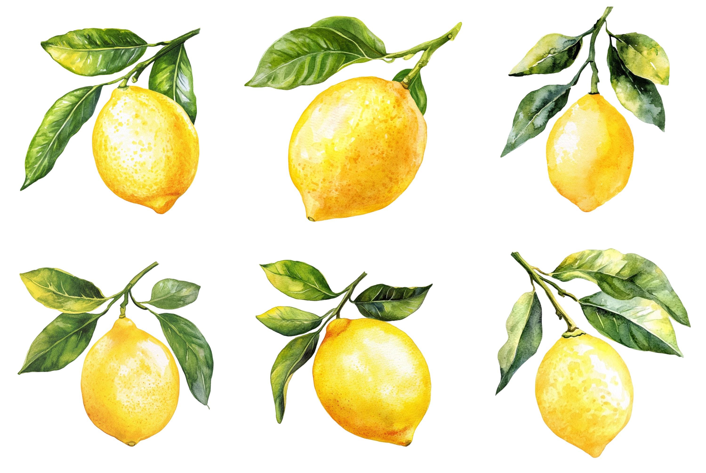 Watercolor Lemon Clipart Bundle, Lemon Png, Fruit Clip Art ...