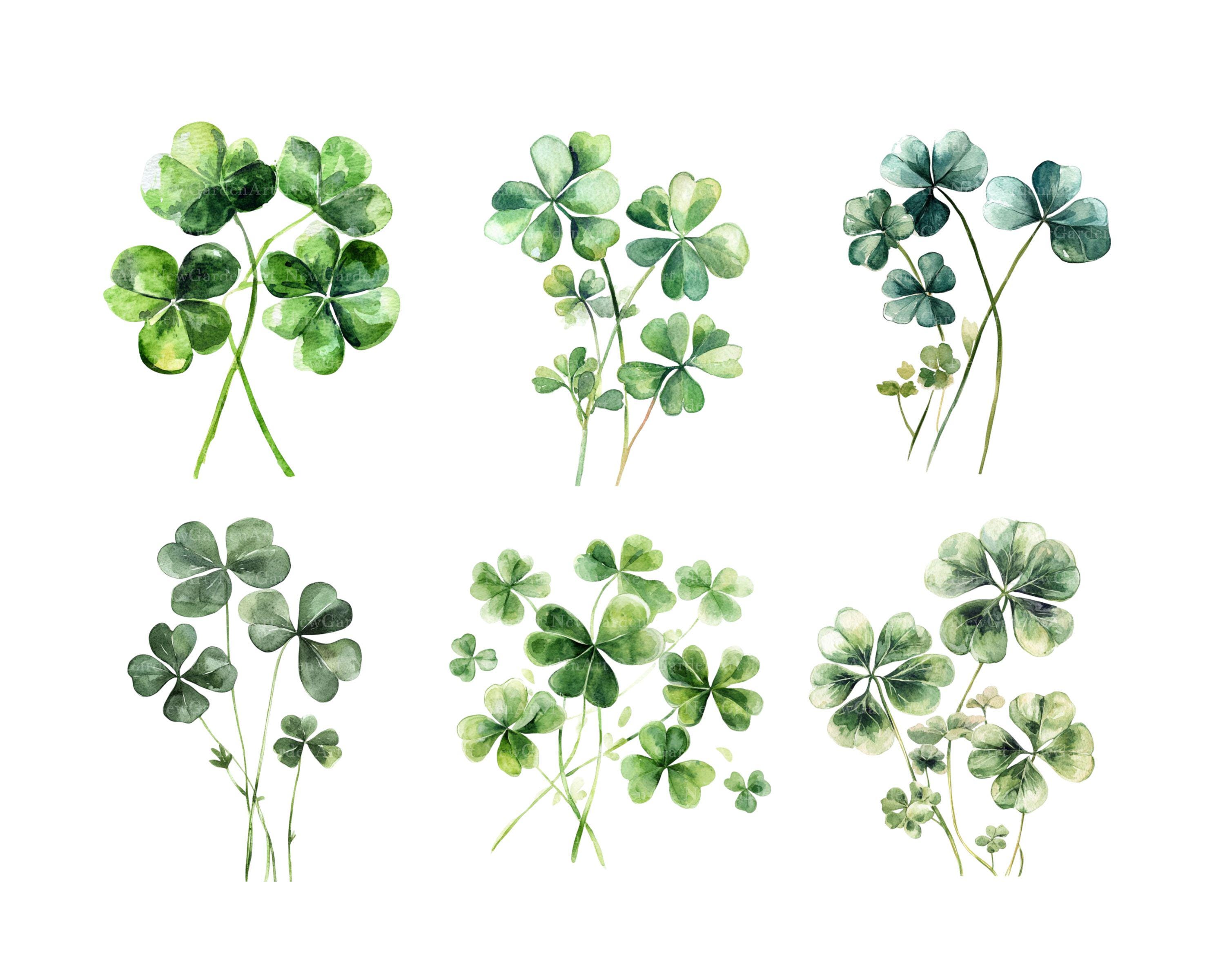Watercolor Clover Clipart Bundle, Clover Png, Shamrock Clip Art, Four ...