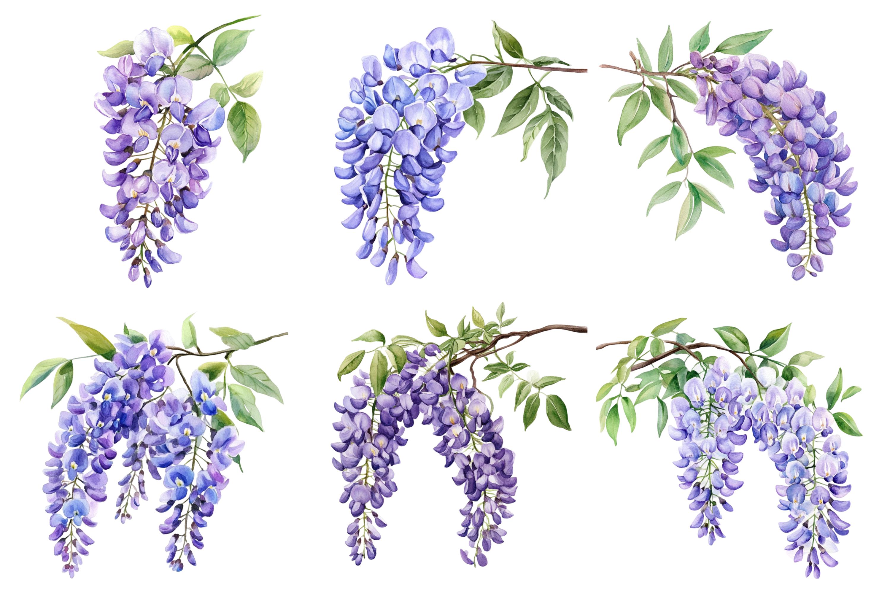 Watercolor Wisteria Flower Clipart, Png Bundle, Clip Art Illustration ...