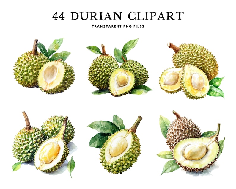 Watercolor Durian Clipart Bundle, Durian Png, Fruit Clip Art ...