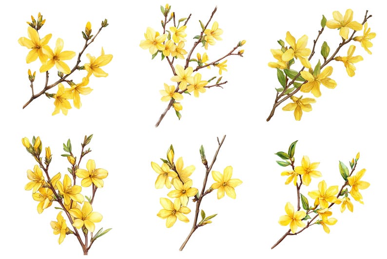 Watercolor Forsythia Clipart, Png Bundle, Flower Clip Art, Illustration ...