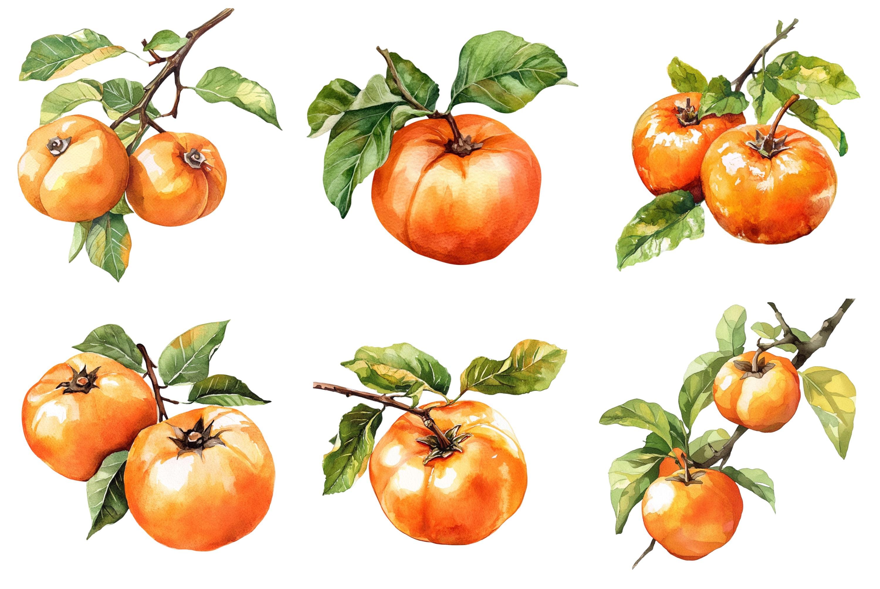 Watercolor Persimmon Clipart, Png Bundle, Fruit Clip Art, Illustration ...