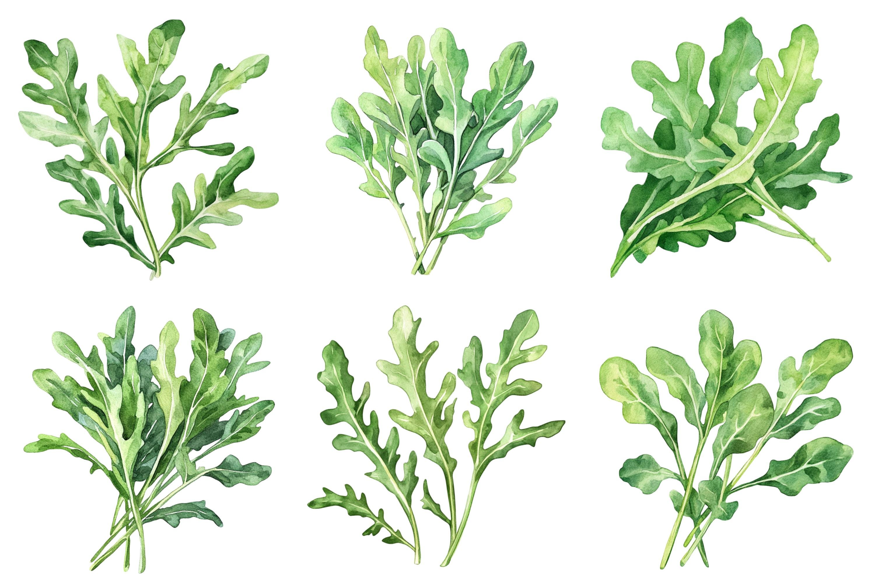 Watercolor Arugula Clipart, Arugula Png Bundle, Vegetable Clip Art ...
