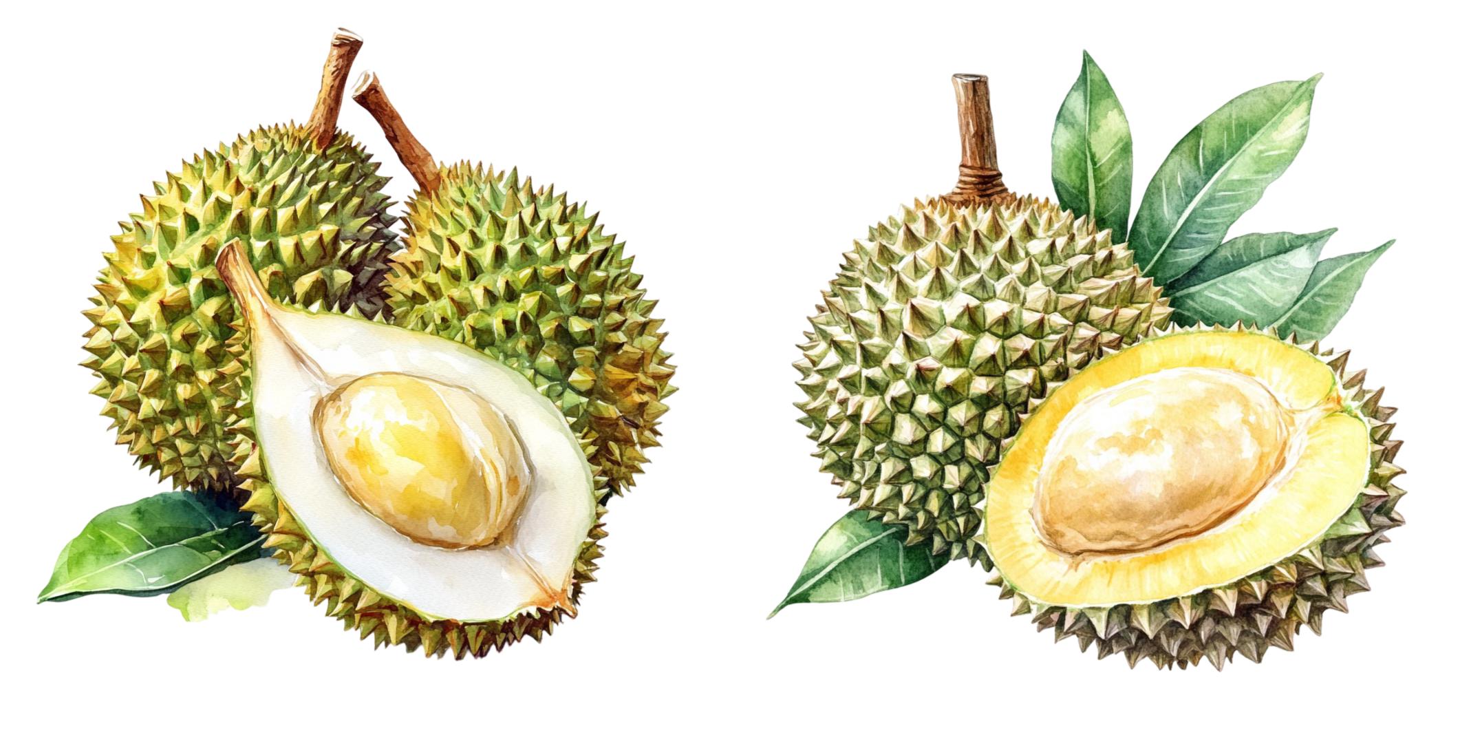 Watercolor Durian Clipart Bundle, Durian Png, Fruit Clip Art ...