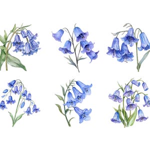 Watercolor Bluebell Clipart Bundle, Bluebell Png, Flower Clip Art ...