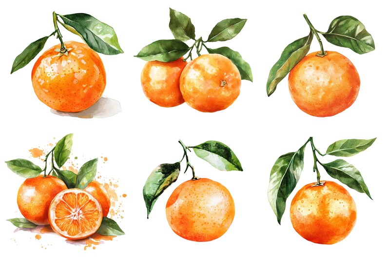 Watercolor Tangerine Clipart, Png Bundle, Fruit Clip Art, Illustration ...