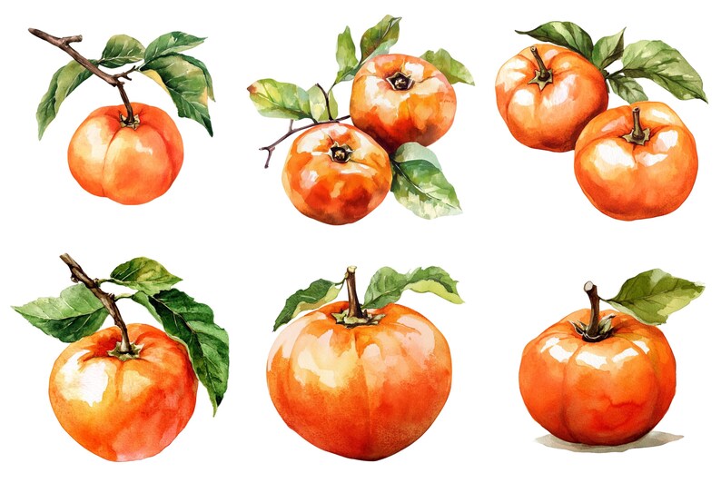 Watercolor Persimmon Clipart, Png Bundle, Fruit Clip Art, Illustration ...