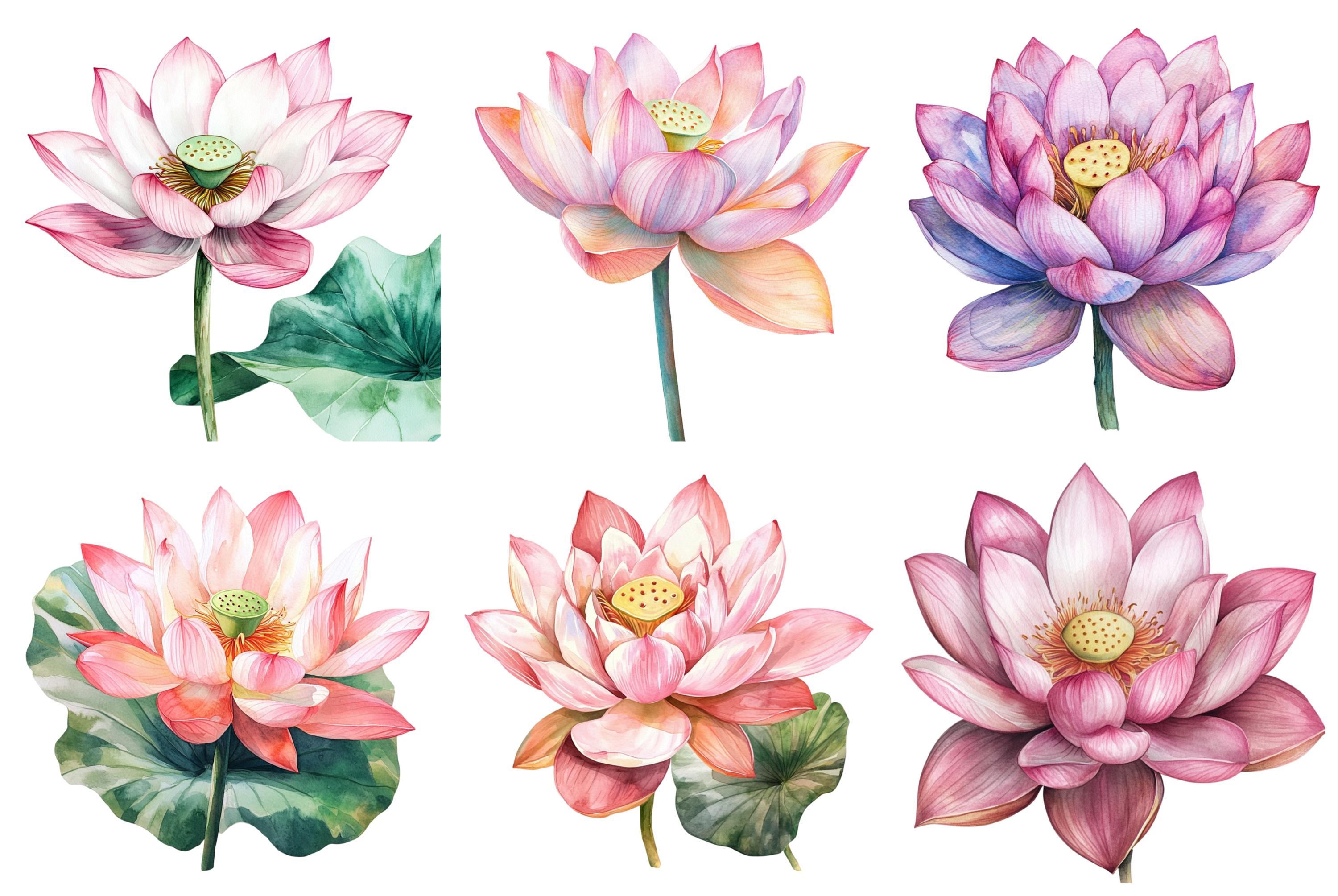 Watercolor Lotus Clipart, Png Bundle, Flower Clip Art, Illustration ...