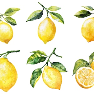 Watercolor Lemon Clipart Bundle, Lemon Png, Fruit Clip Art ...