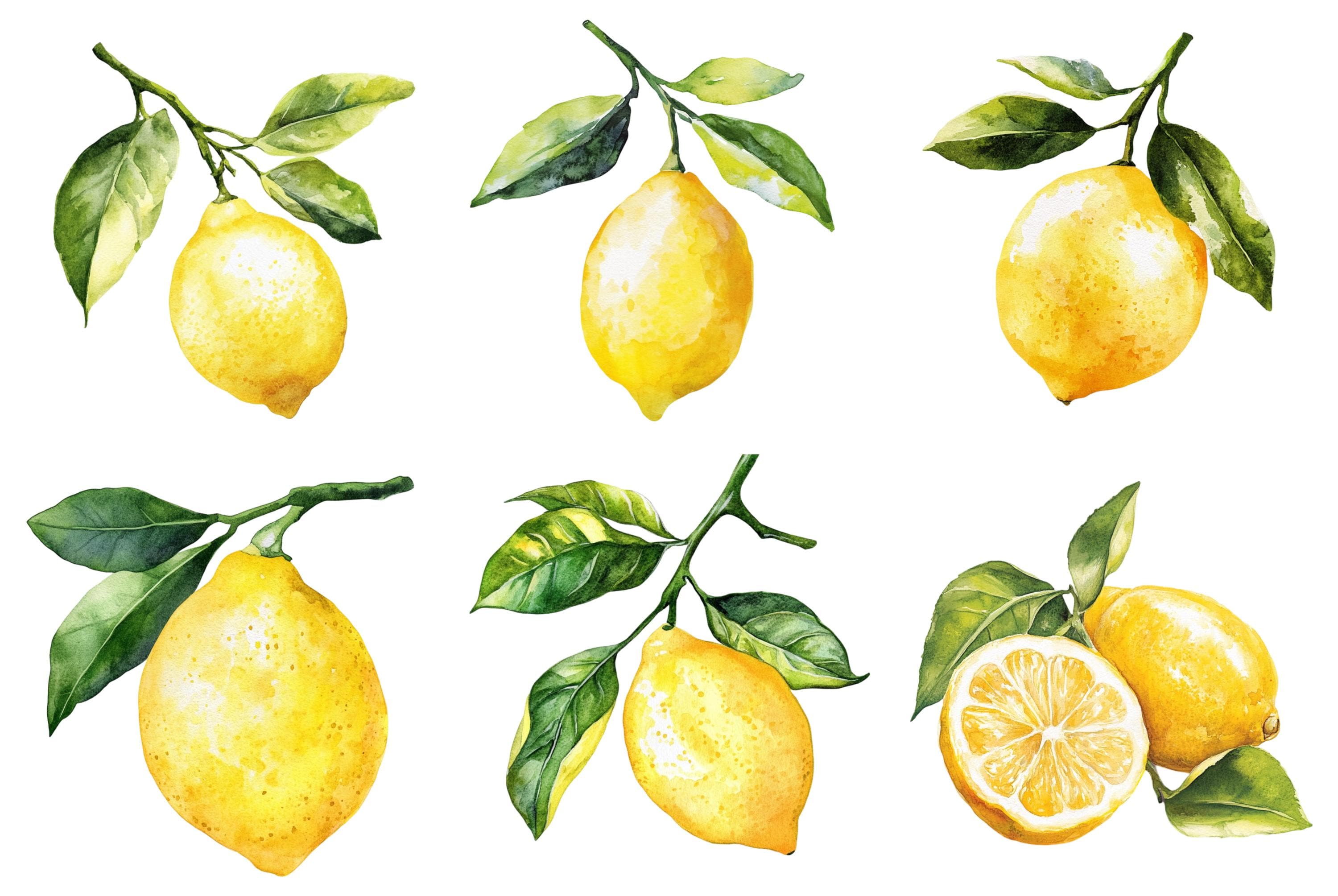 Watercolor Lemon Clipart Bundle, Lemon Png, Fruit Clip Art ...