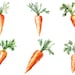 Watercolor Carrot Clipart, Carrot Png Bundle, Vegetable Clip Art ...