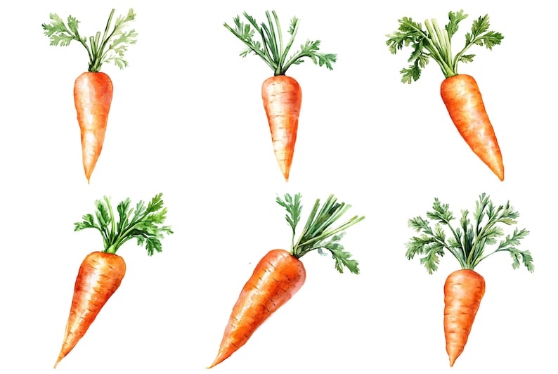 Watercolor Carrot Clipart, Carrot Png Bundle, Vegetable Clip Art ...
