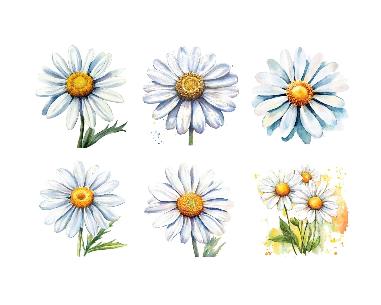Watercolor Daisy Clipart Bundle, Daisy Png, Flower Clip Art, Floral ...