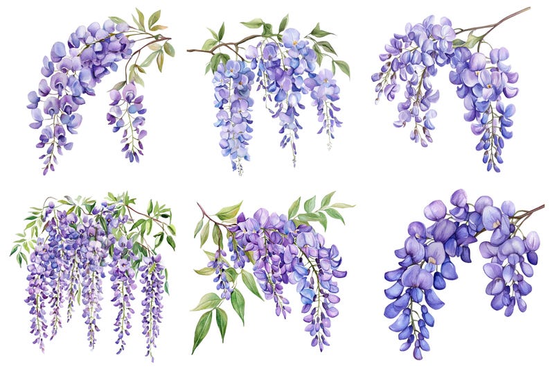 Watercolor Wisteria Flower Clipart, Png Bundle, Clip Art Illustration ...
